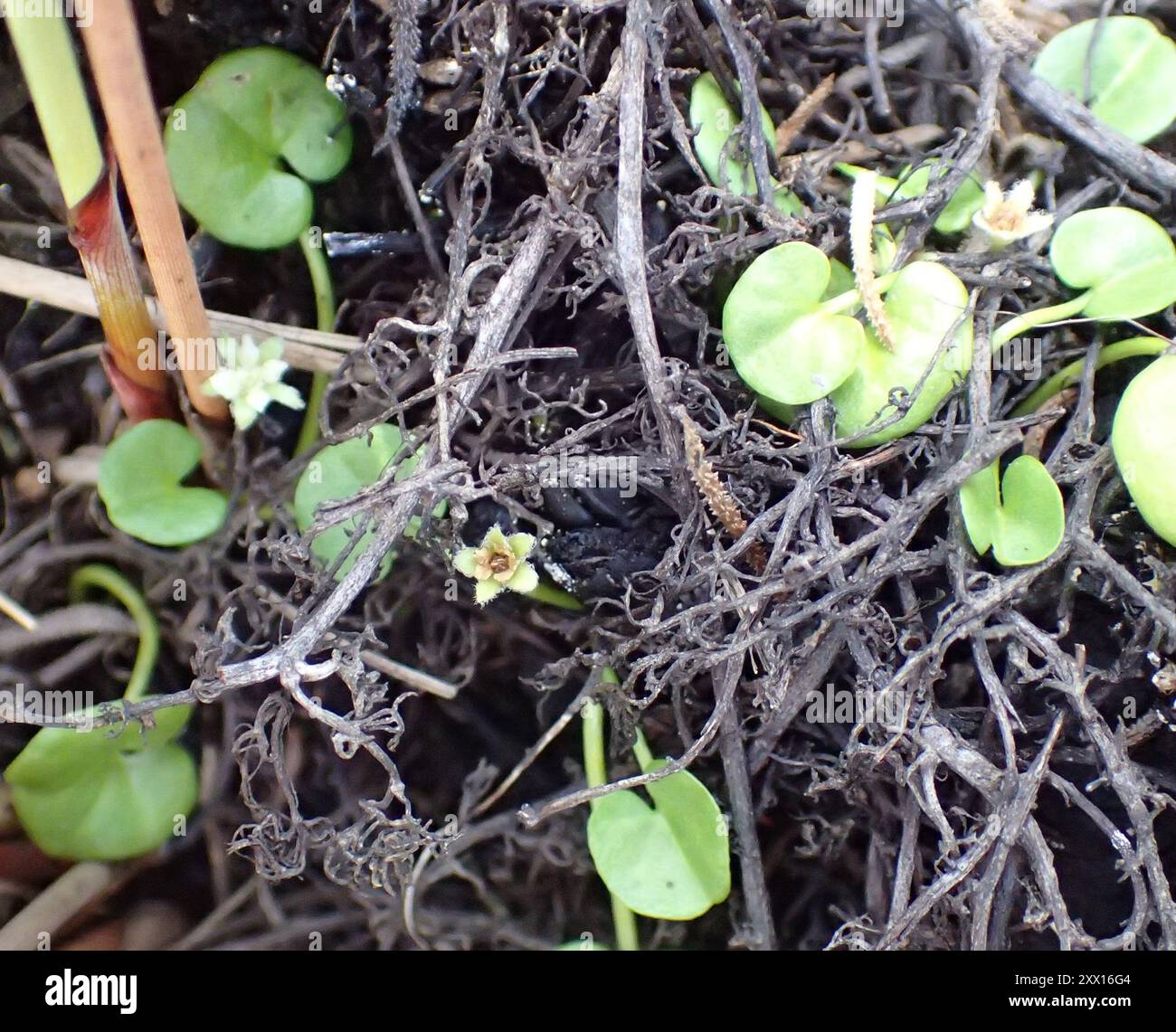 kidney weed (Dichondra repens) Plantae Stock Photo - Alamy