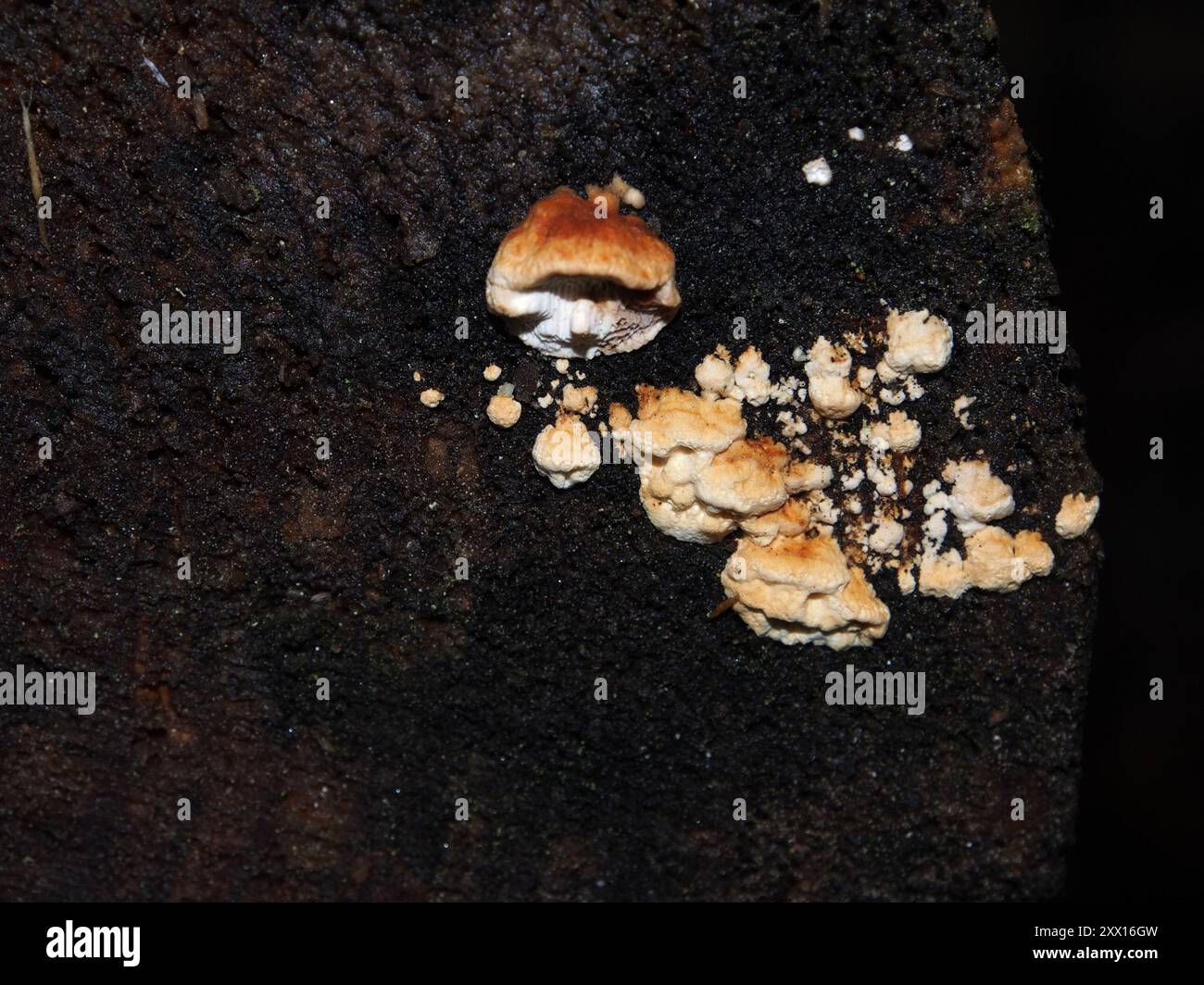 serried porecrust (Fomitopsis serialis) Fungi Stock Photo - Alamy