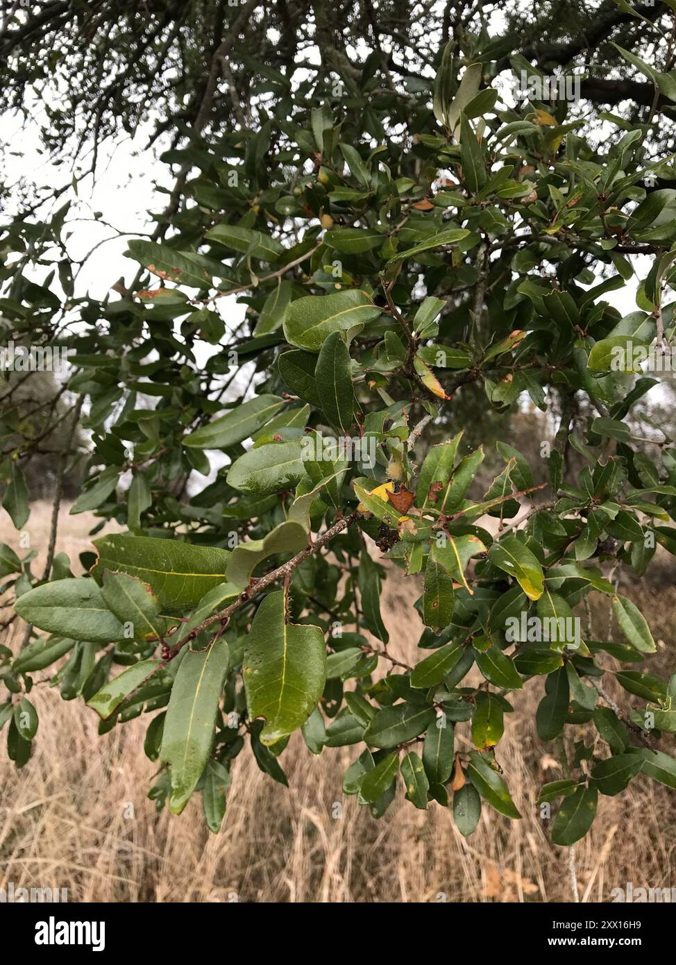 Texas live oak (Quercus fusiformis) Plantae Stock Photo - Alamy