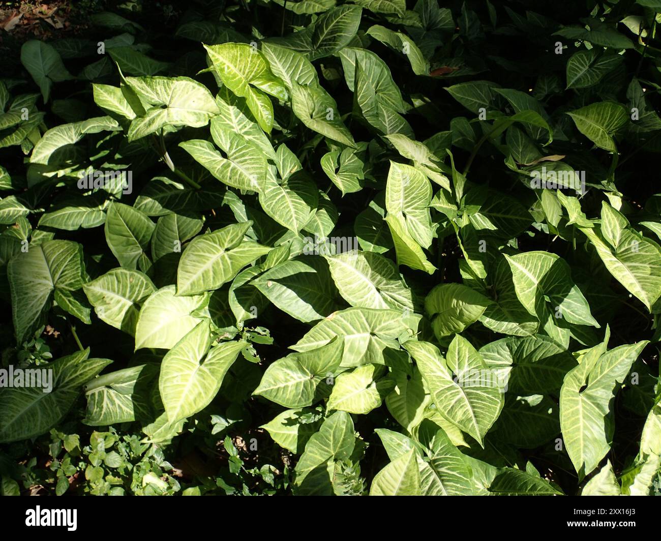 Goosefoot-plant (Syngonium podophyllum) Plantae Stock Photo - Alamy