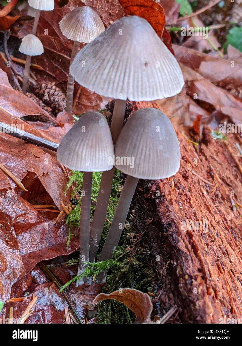 common bonnet (Mycena galericulata) Fungi Stock Photo - Alamy