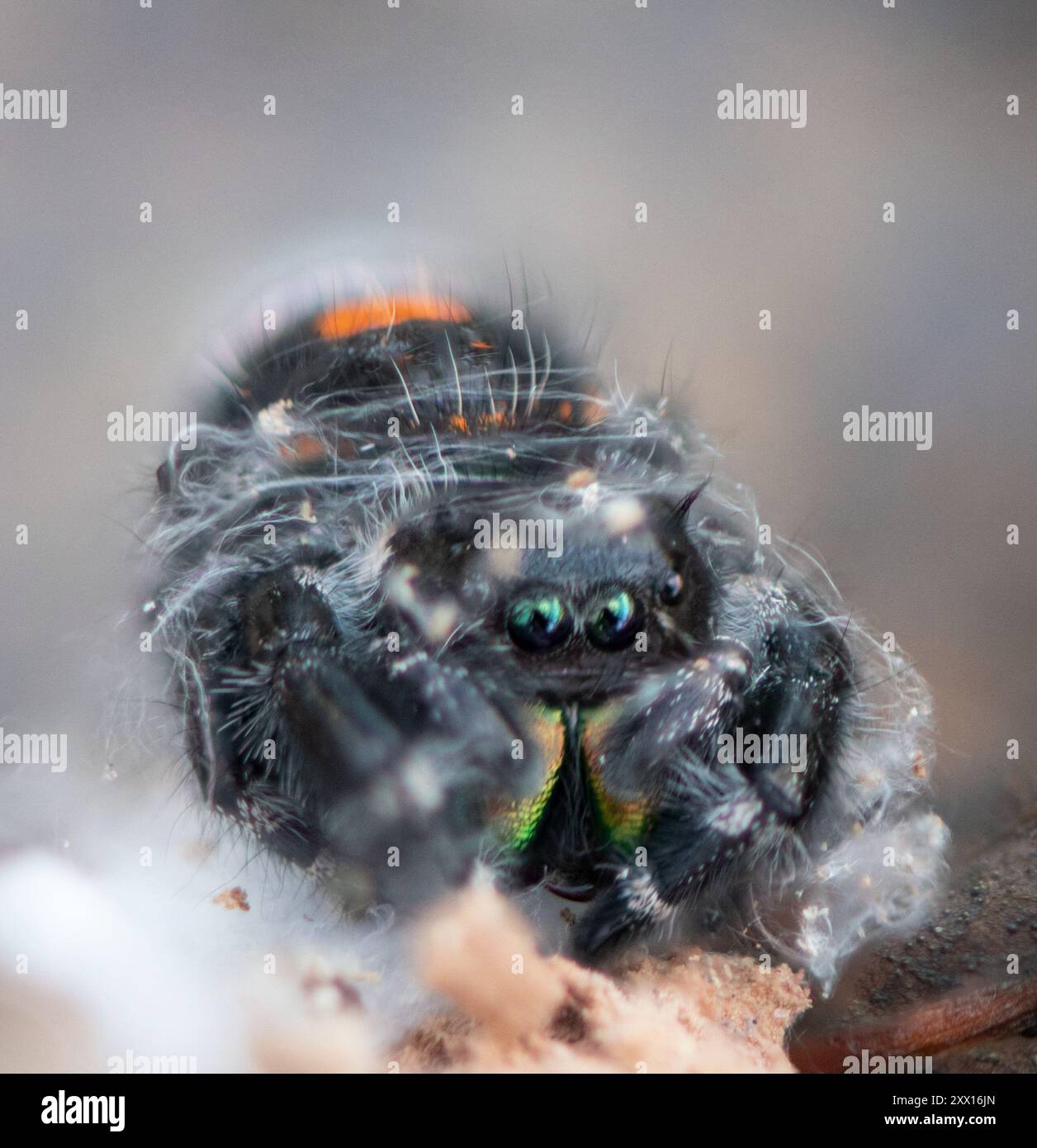 Bold Jumping Spider (Phidippus audax) Arachnida Stock Photo - Alamy
