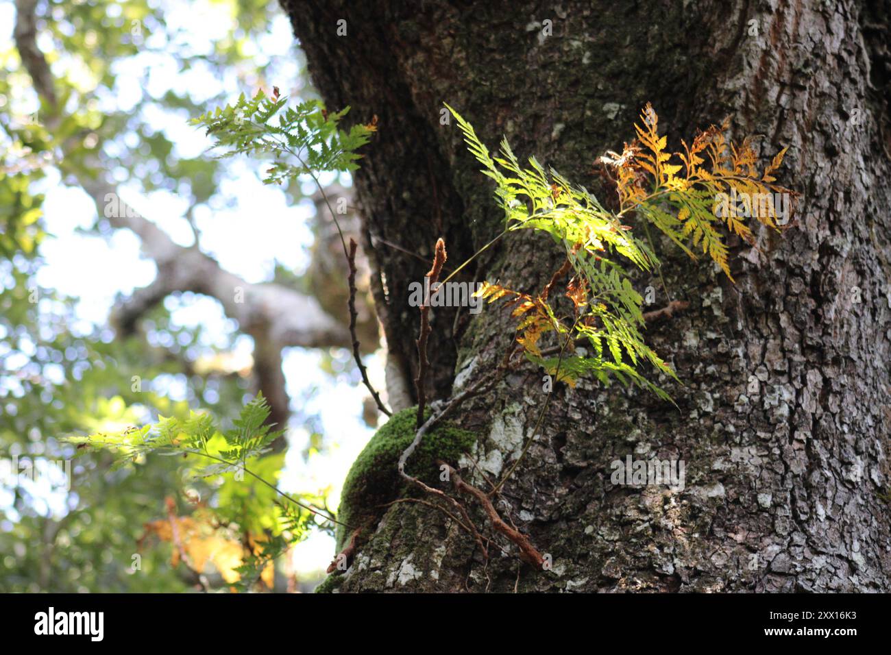 Hares foot fern hares foot hi-res stock photography and images - Alamy