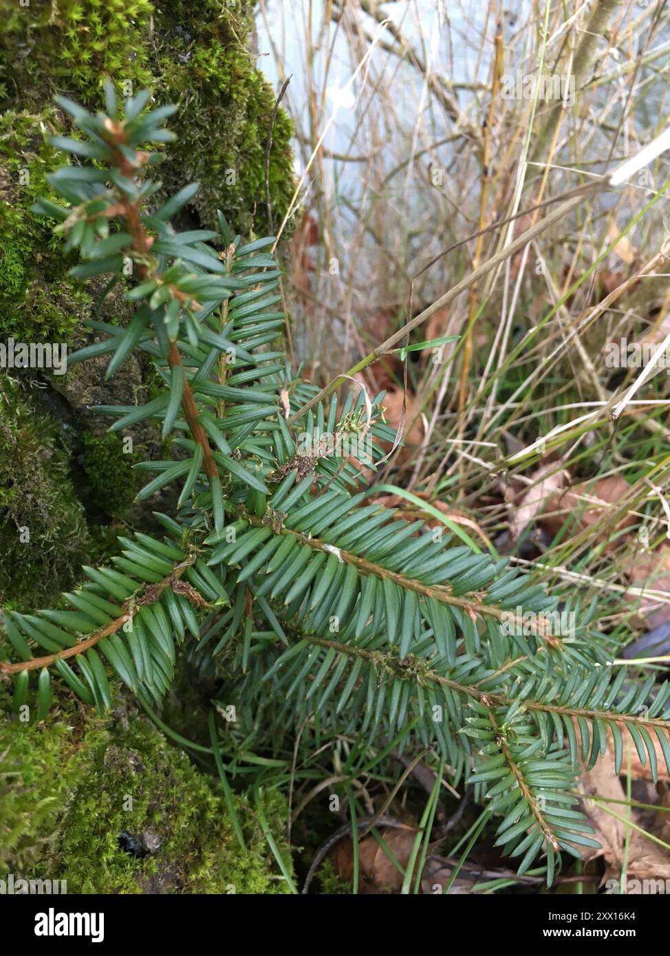 common yew (Taxus baccata) Plantae Stock Photo - Alamy