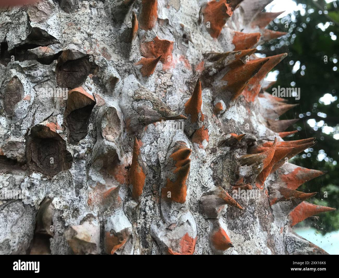 Red Ceiba (Pochota fendleri) Plantae Stock Photo - Alamy