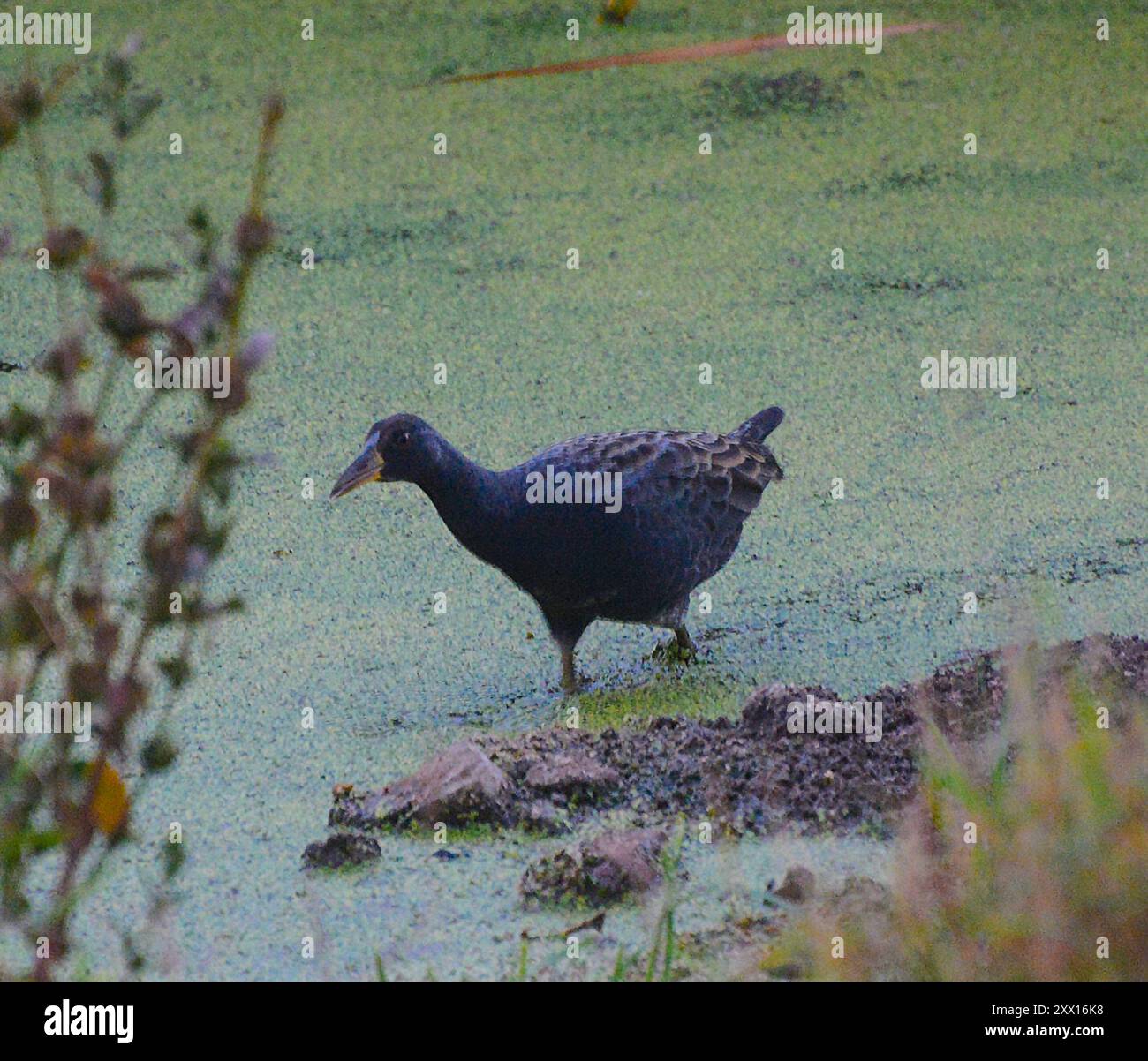 Watercock (Gallicrex cinerea) Aves Stock Photo - Alamy