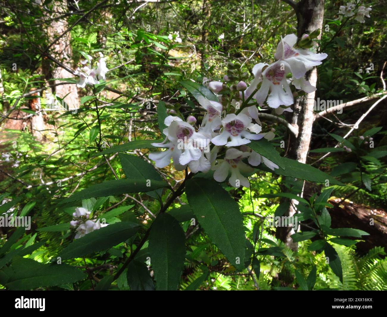 Christmas Bush (Prostanthera lasianthos) Plantae Stock Photo - Alamy