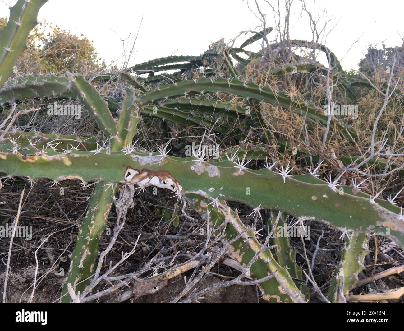 Triangle cactus (Acanthocereus tetragonus) Plantae Stock Photo - Alamy