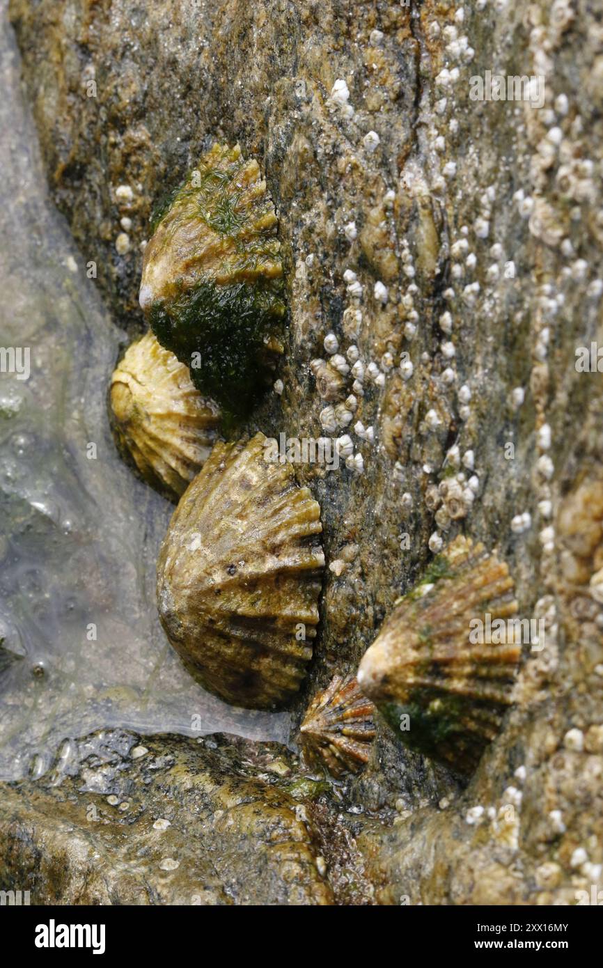 Patella Limpets (Patella) Mollusca Stock Photo - Alamy