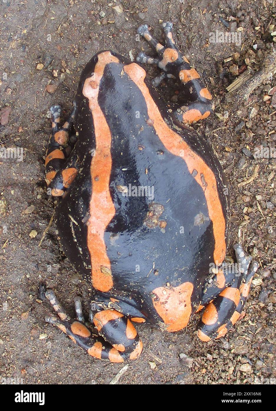 Red-Banded Rubber Frog (Phrynomantis bifasciatus) Amphibia Stock Photo ...