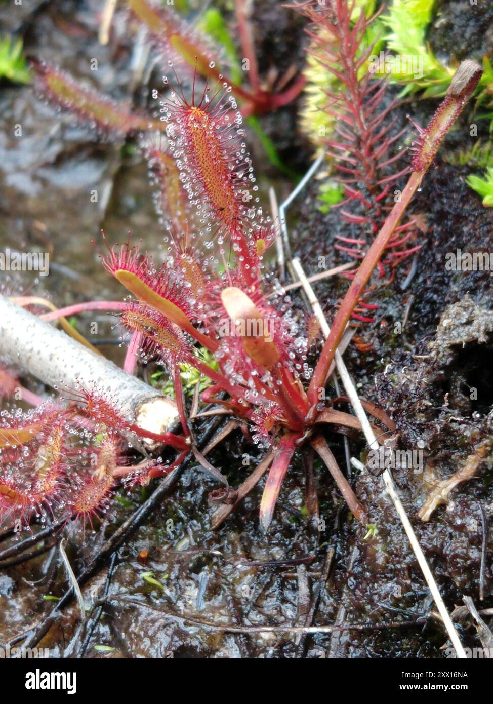 Cape Sundew (Drosera capensis) Plantae Stock Photo - Alamy