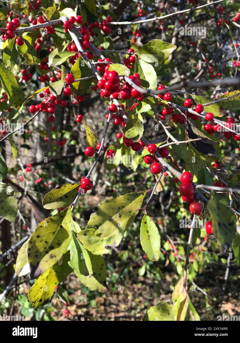 possumhaw (Ilex decidua) Plantae Stock Photo - Alamy