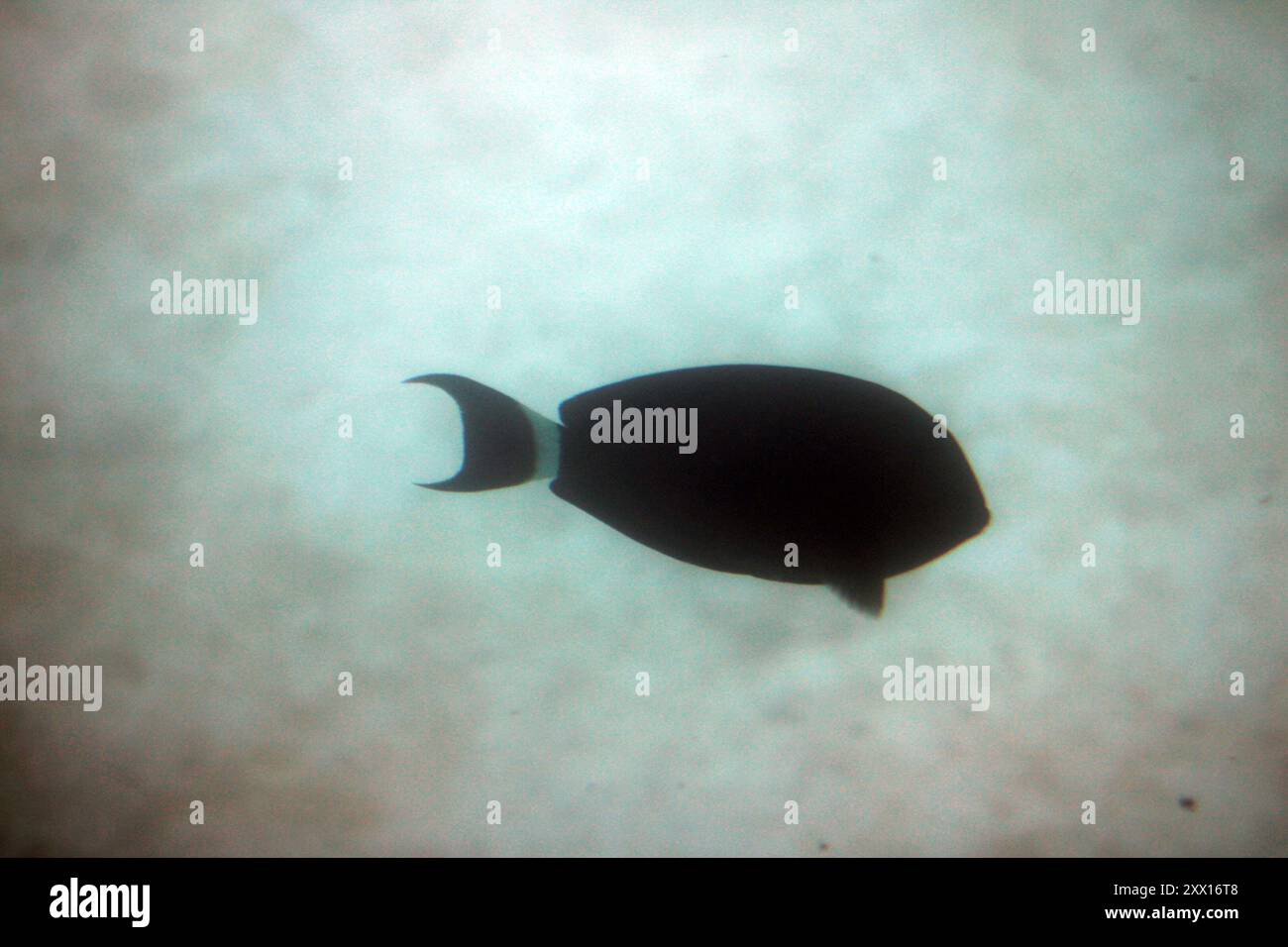 Surgeonfishes, Tangs, and Unicornfishes (Acanthuridae) Actinopterygii ...