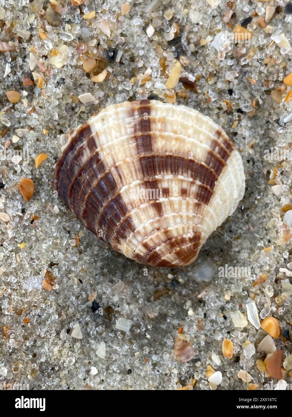 Cross-barred Venus (Chione elevata) Mollusca Stock Photo - Alamy