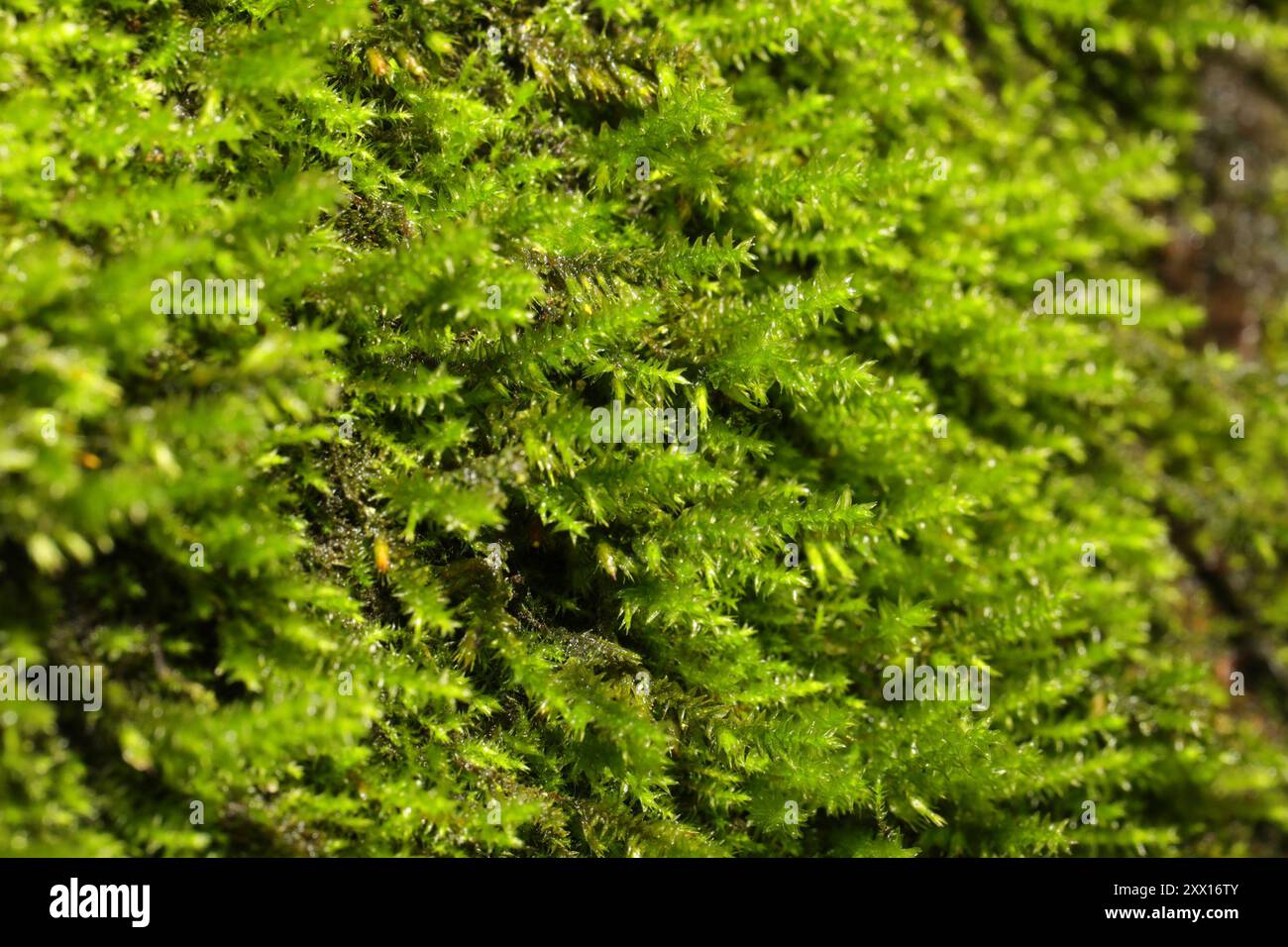Lateral Cryphaea (Cryphaea heteromalla) Plantae Stock Photo - Alamy