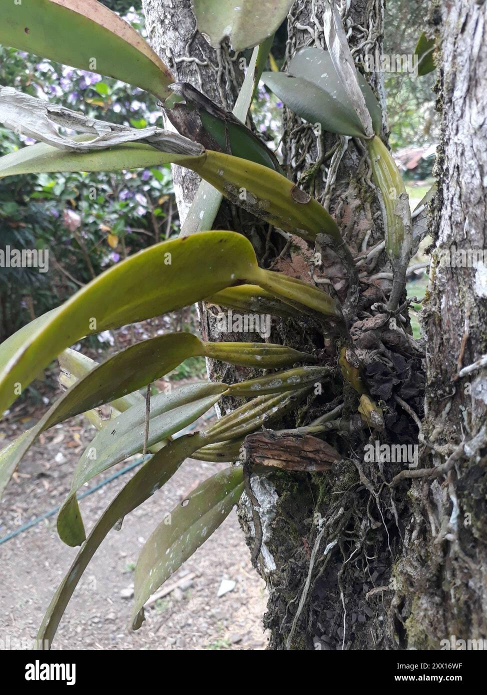 (Cattleya schroederae) Plantae Stock Photo - Alamy
