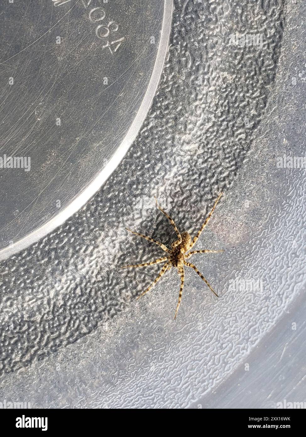 Thin-legged Wolf Spiders (Pardosa) Arachnida Stock Photo - Alamy