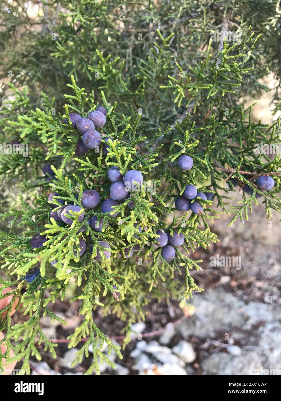 Ashe juniper (Juniperus ashei) Plantae Stock Photo - Alamy