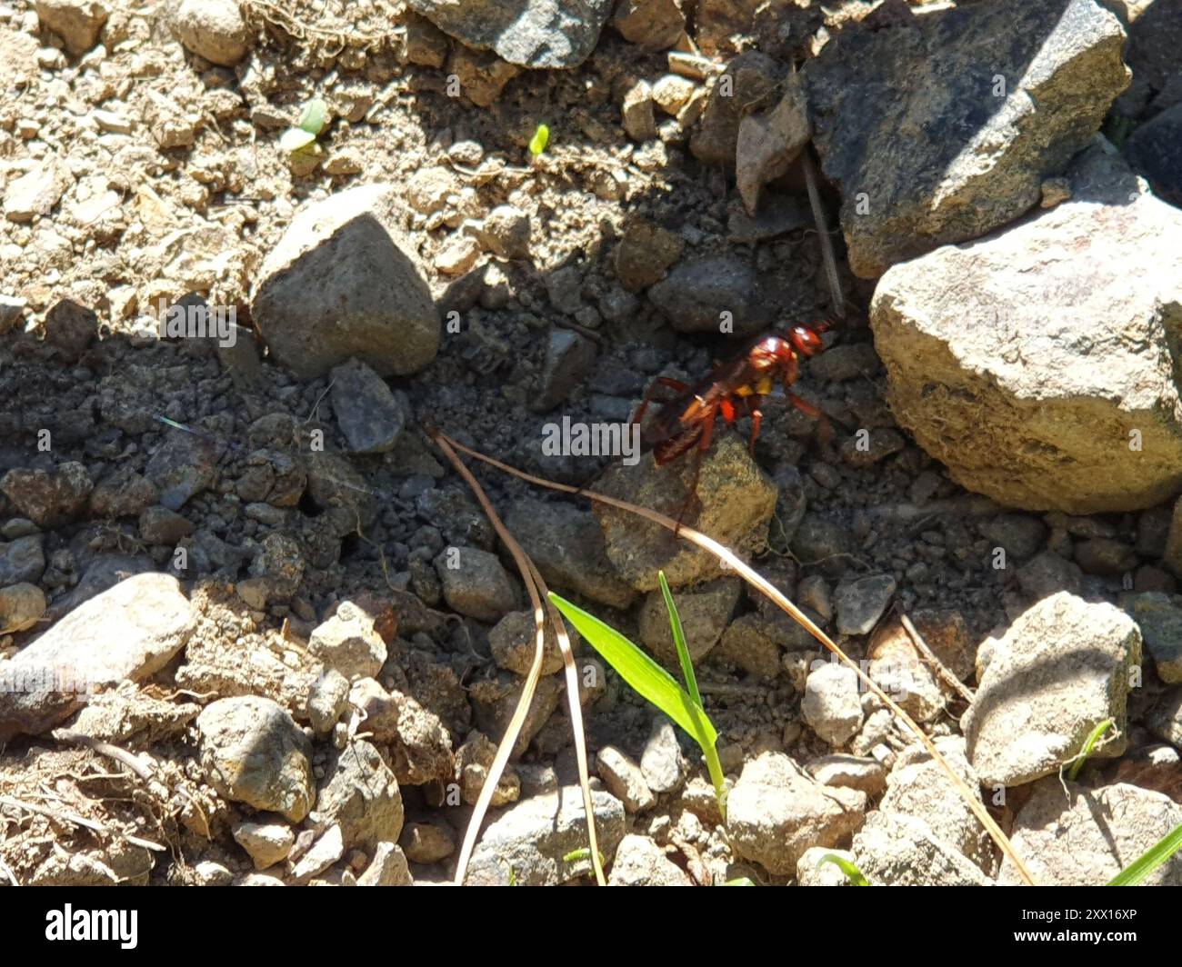 Golden Hunting Wasp (Sphictostethus nitidus) Insecta Stock Photo - Alamy