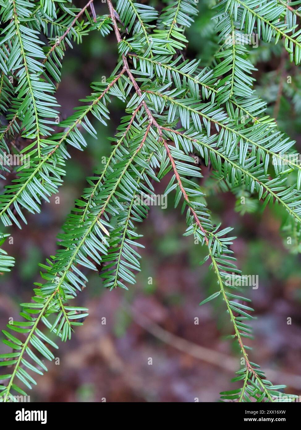 Pacific yew (Taxus brevifolia) Plantae Stock Photo - Alamy