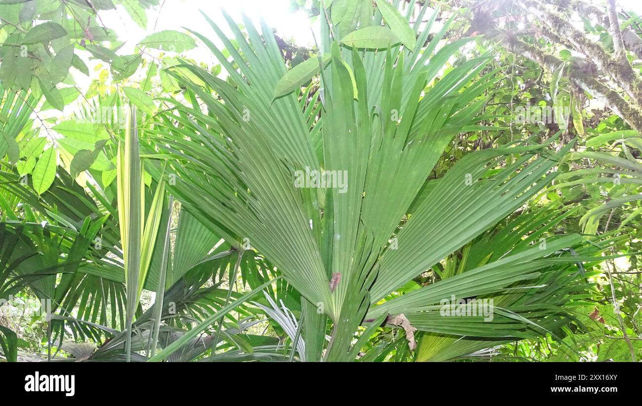 monocots (Liliopsida) Plantae Stock Photo - Alamy