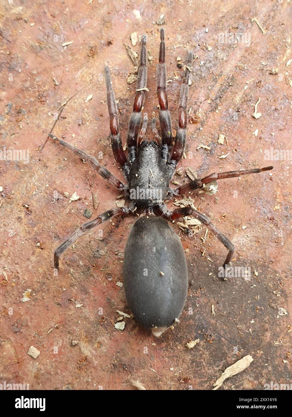 Eastern White-tail Spider (Lampona murina) Arachnida Stock Photo - Alamy