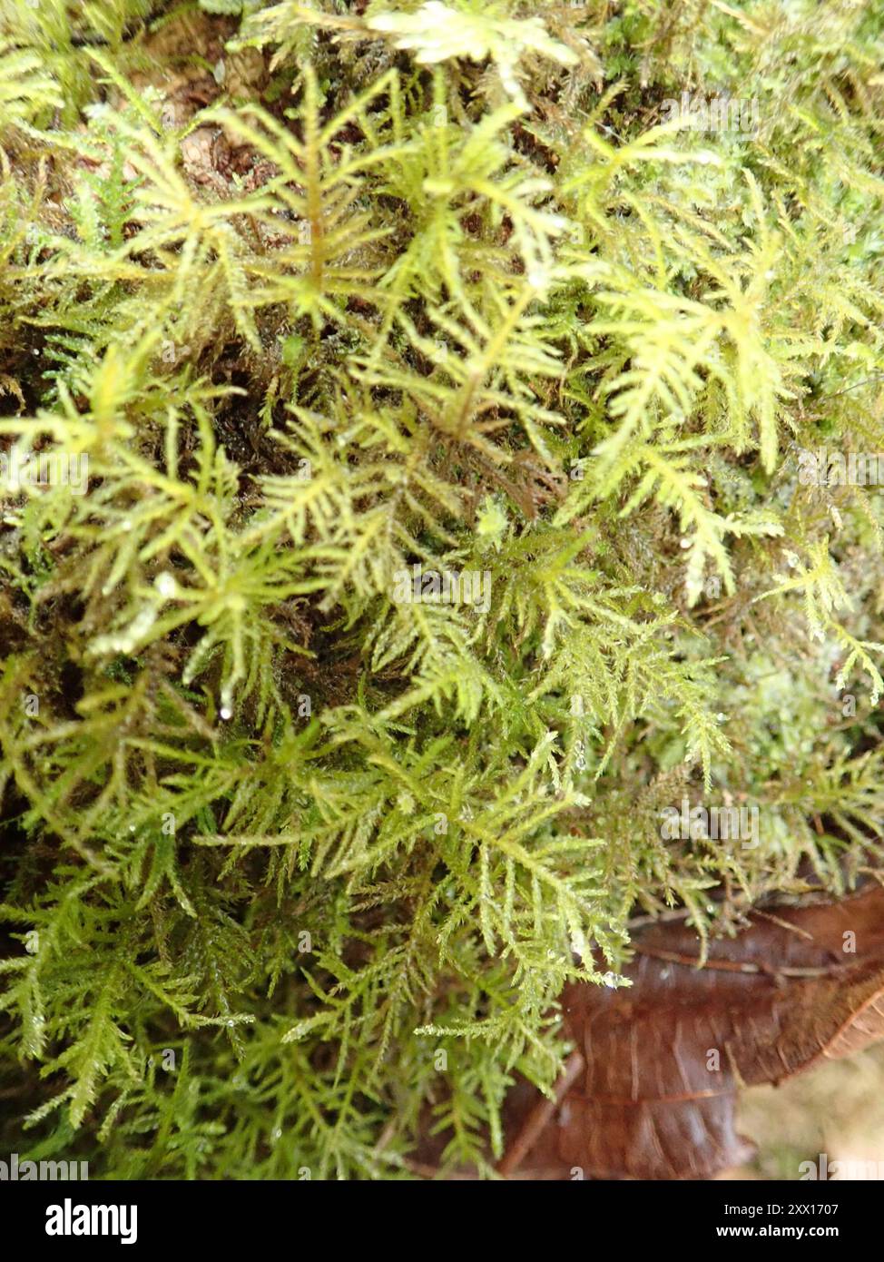 Common Feather-moss (Kindbergia praelonga) Plantae Stock Photo - Alamy