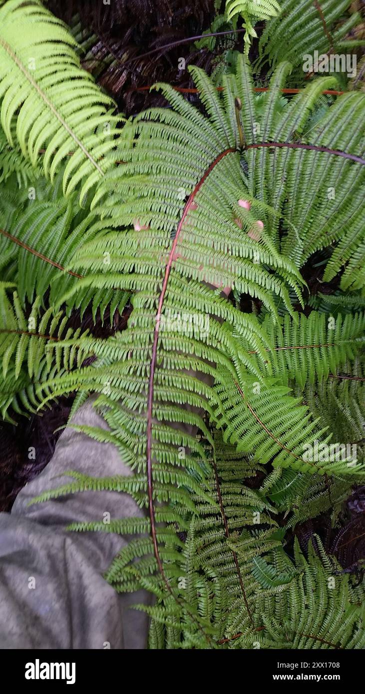 uluhe lau nui (Diplopterygium pinnatum) Plantae Stock Photo - Alamy
