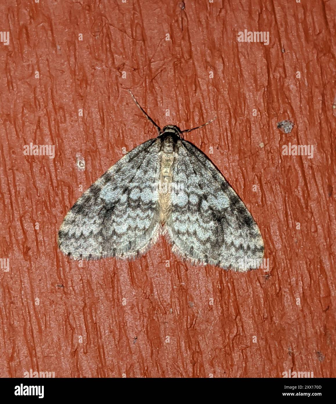 Western Bruce Spanworm (Operophtera occidentalis) Insecta Stock Photo ...