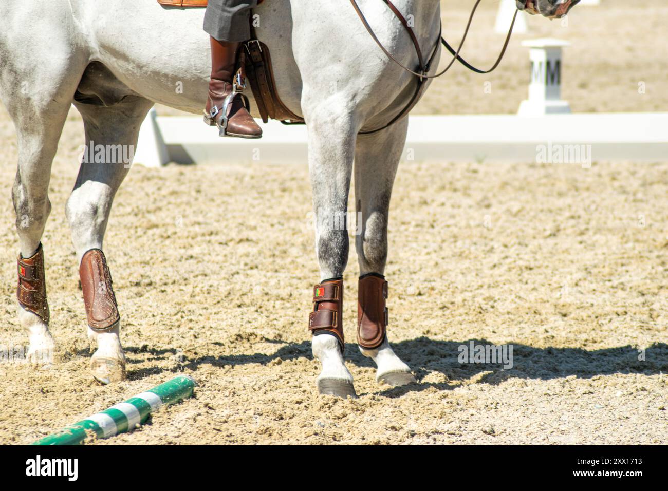 legs of a purebred white horse at a equestrian exhibition Stock Photo ...