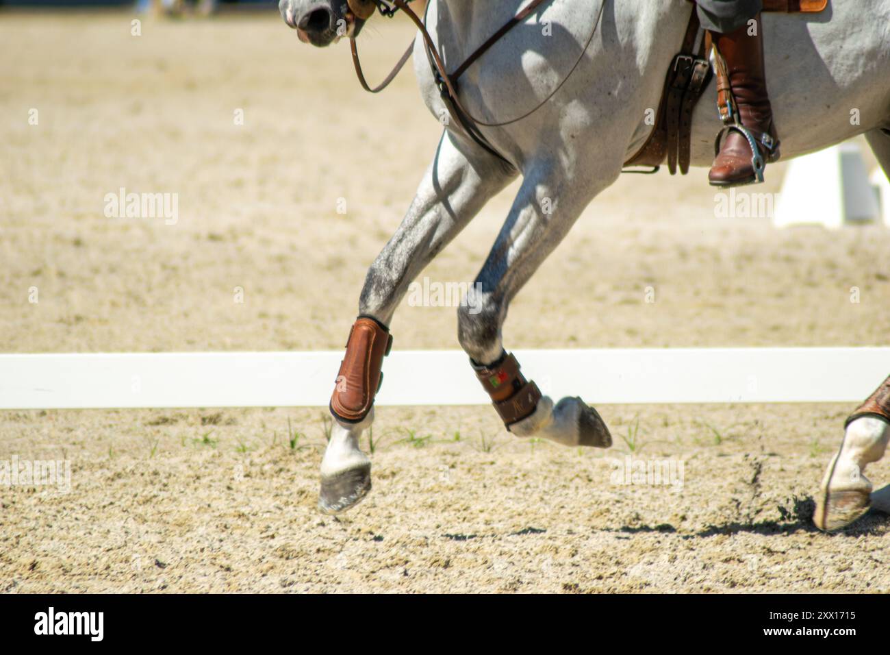 legs of a purebred white horse galloping in an equestrian exhibition ...