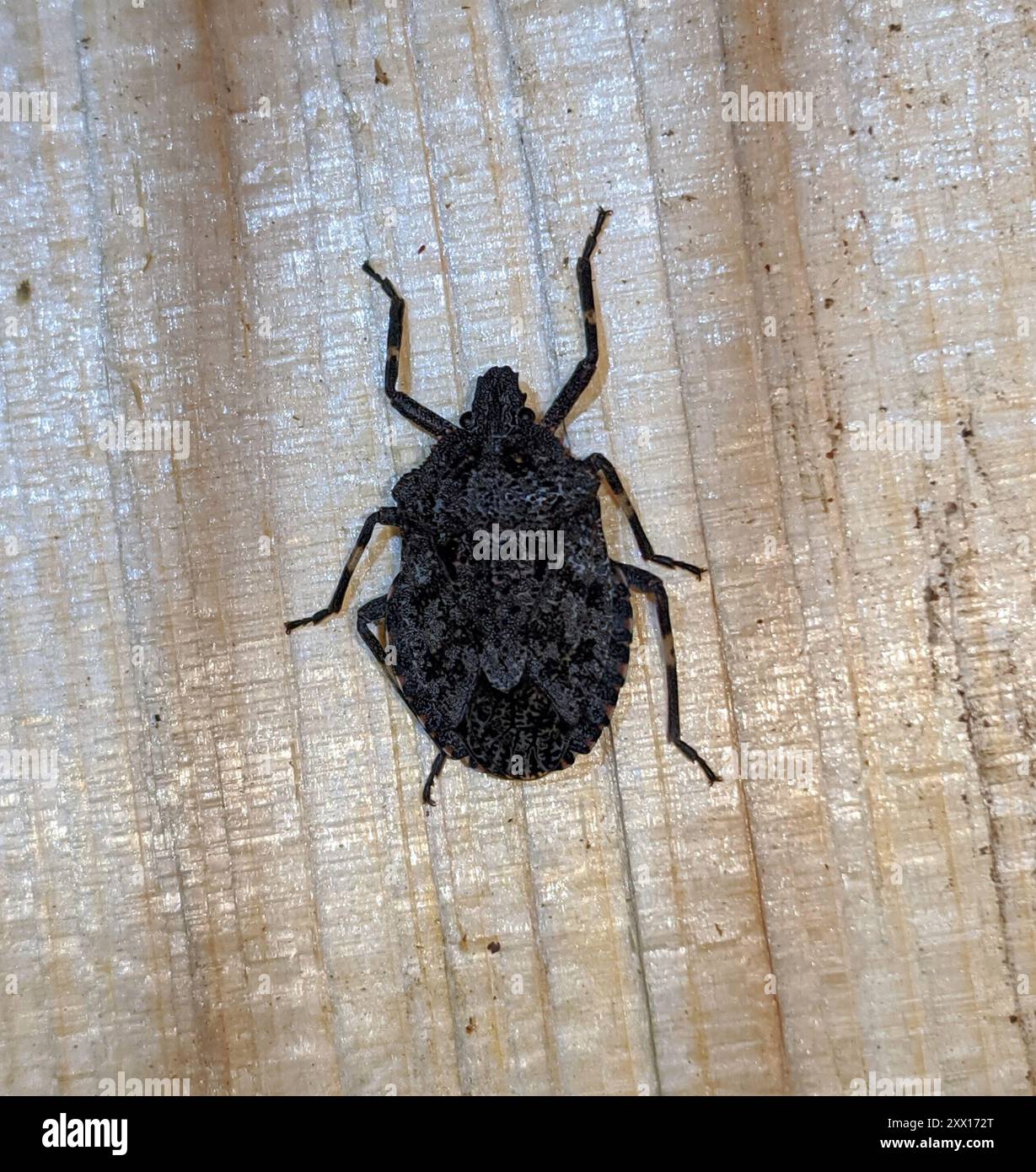 Rough Stink Bugs (Brochymena) Insecta Stock Photo - Alamy