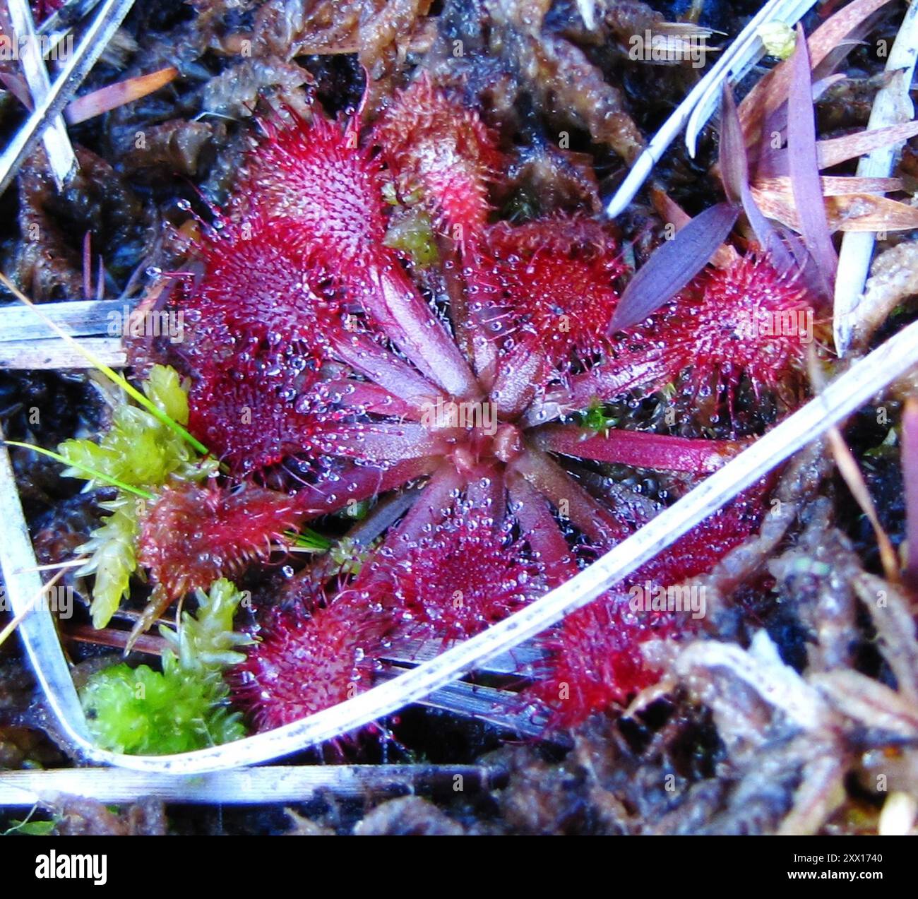 Pink Sundew (Drosera capillaris) Plantae Stock Photo - Alamy