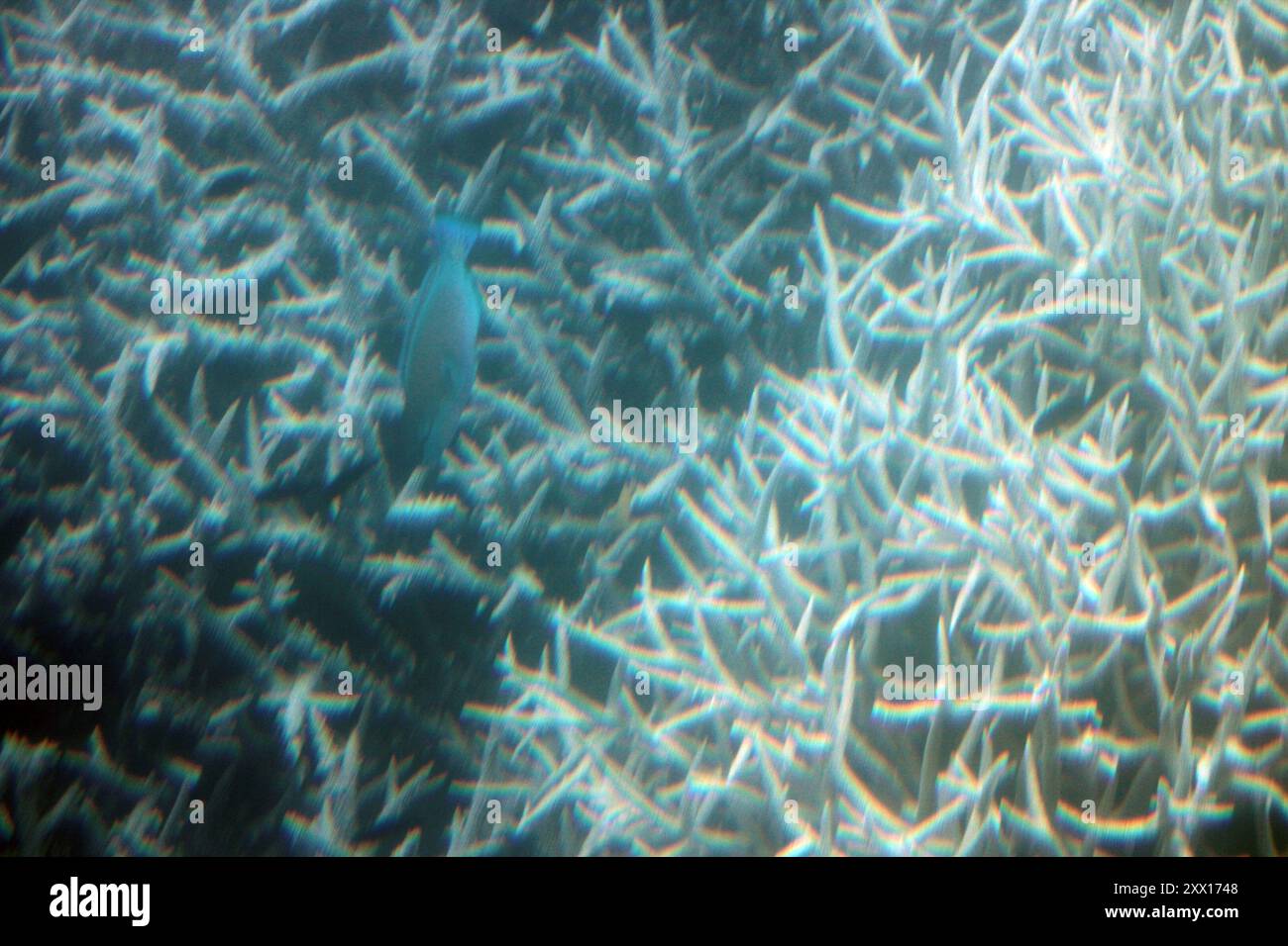 Pacific Bullethead Parrotfish (Chlorurus spilurus) Actinopterygii Stock ...