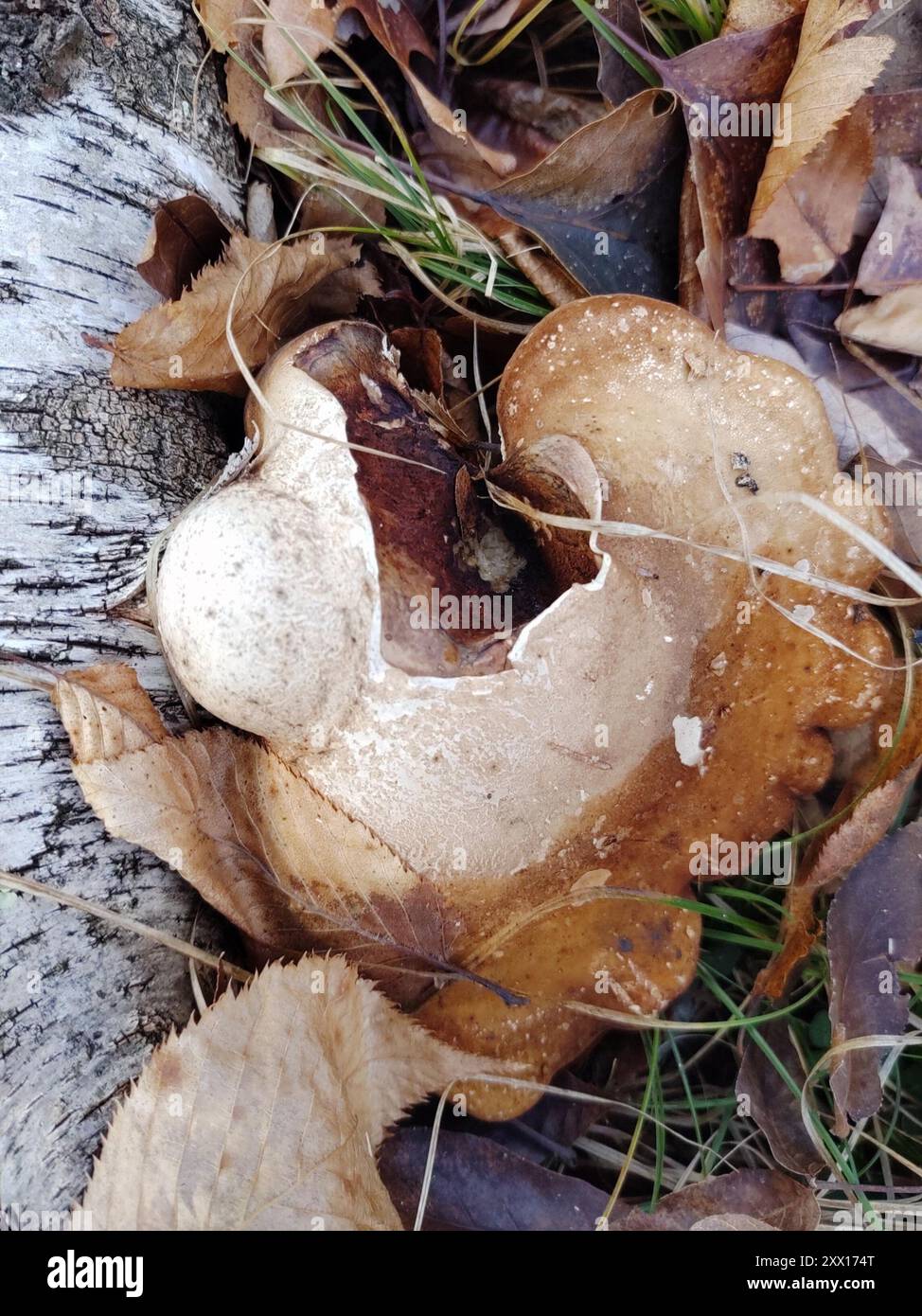 birch polypore (Fomitopsis betulina) Fungi Stock Photo - Alamy