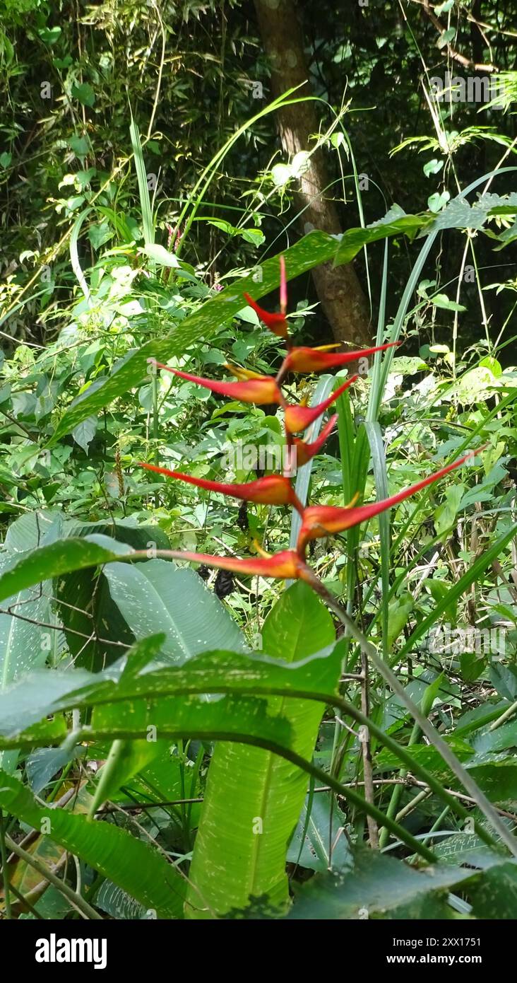 Expanded Lobsterclaw (Heliconia latispatha) Plantae Stock Photo - Alamy