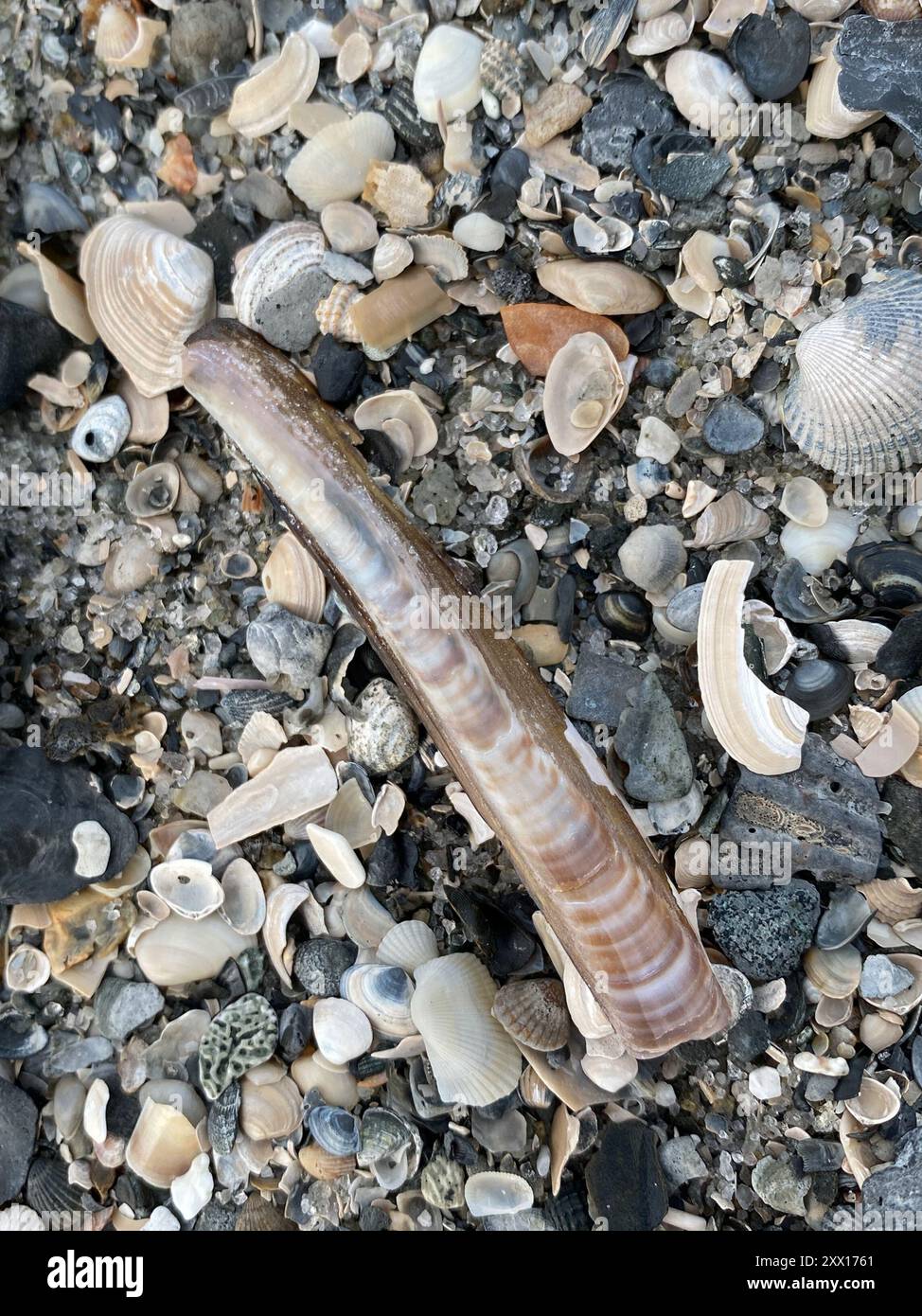 Ensis leei hi-res stock photography and images - Alamy