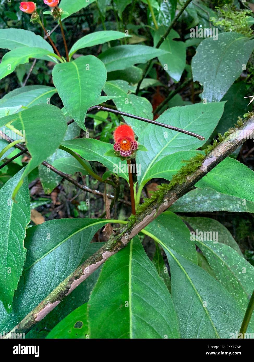 (Pearcea reticulata) Plantae Stock Photo - Alamy