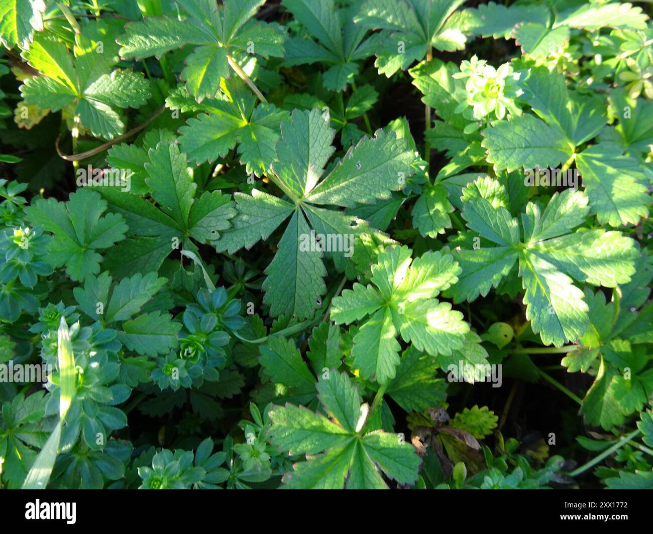 Creeping cinquefoil (Potentilla reptans) Plantae Stock Photo - Alamy