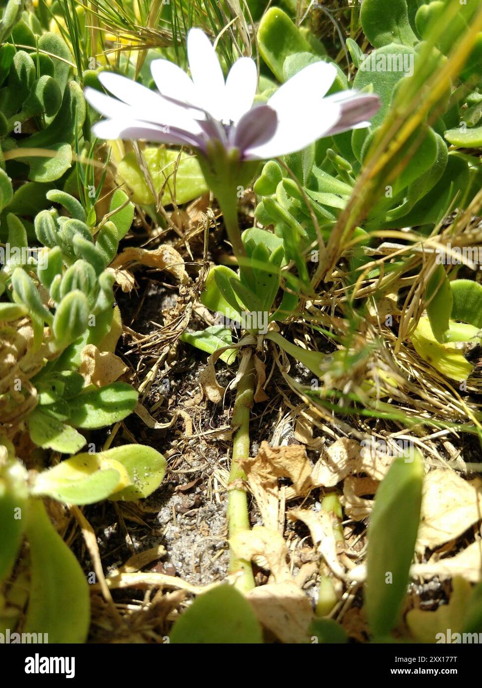 trailing African daisy (Dimorphotheca fruticosa) Plantae Stock Photo ...