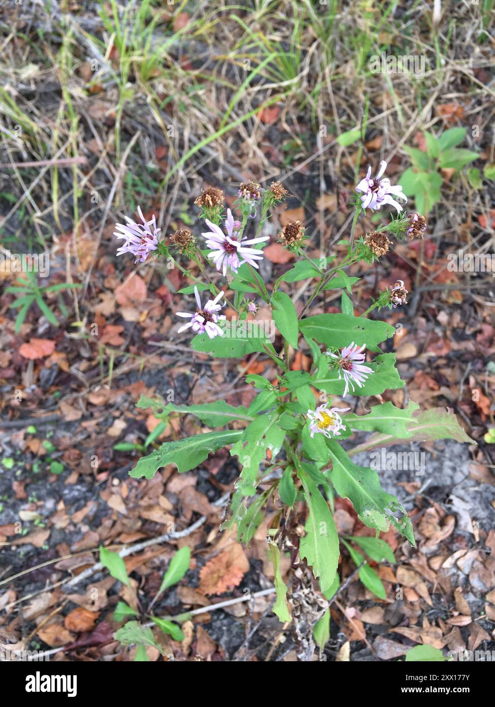 Elliott's aster (Symphyotrichum elliottii) Plantae Stock Photo - Alamy