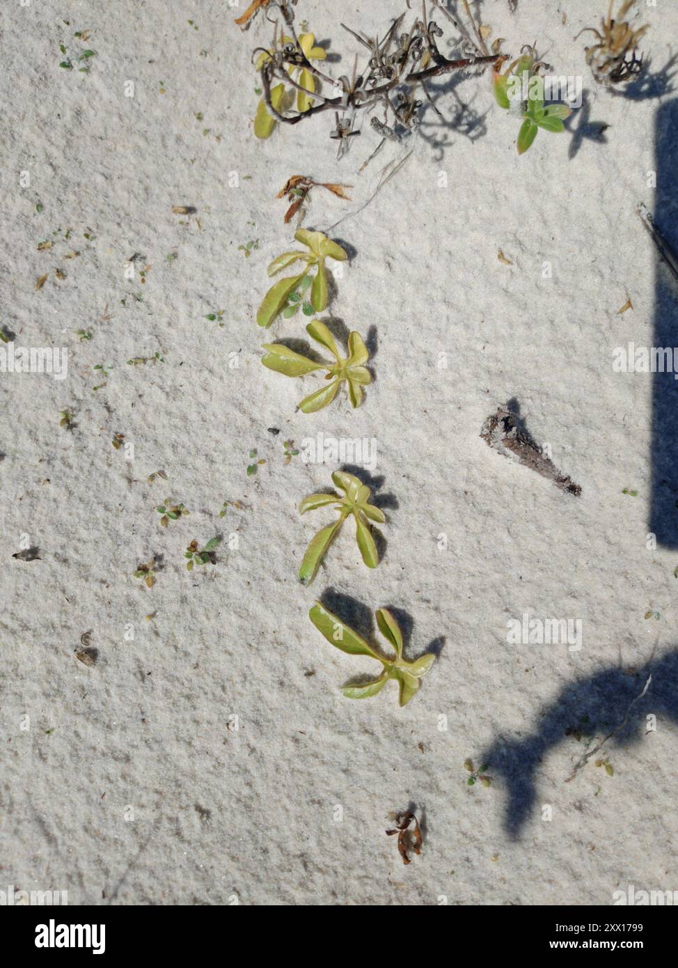 beach morning-glory (Ipomoea imperati) Plantae Stock Photo - Alamy