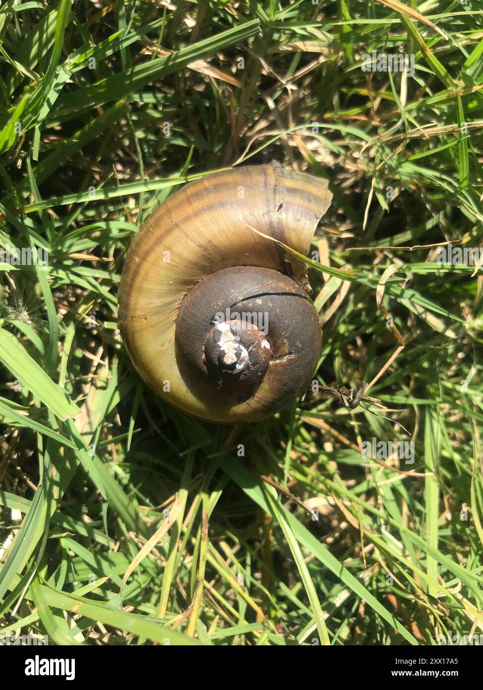 Channeled Apple Snail (Pomacea canaliculata) Mollusca Stock Photo - Alamy