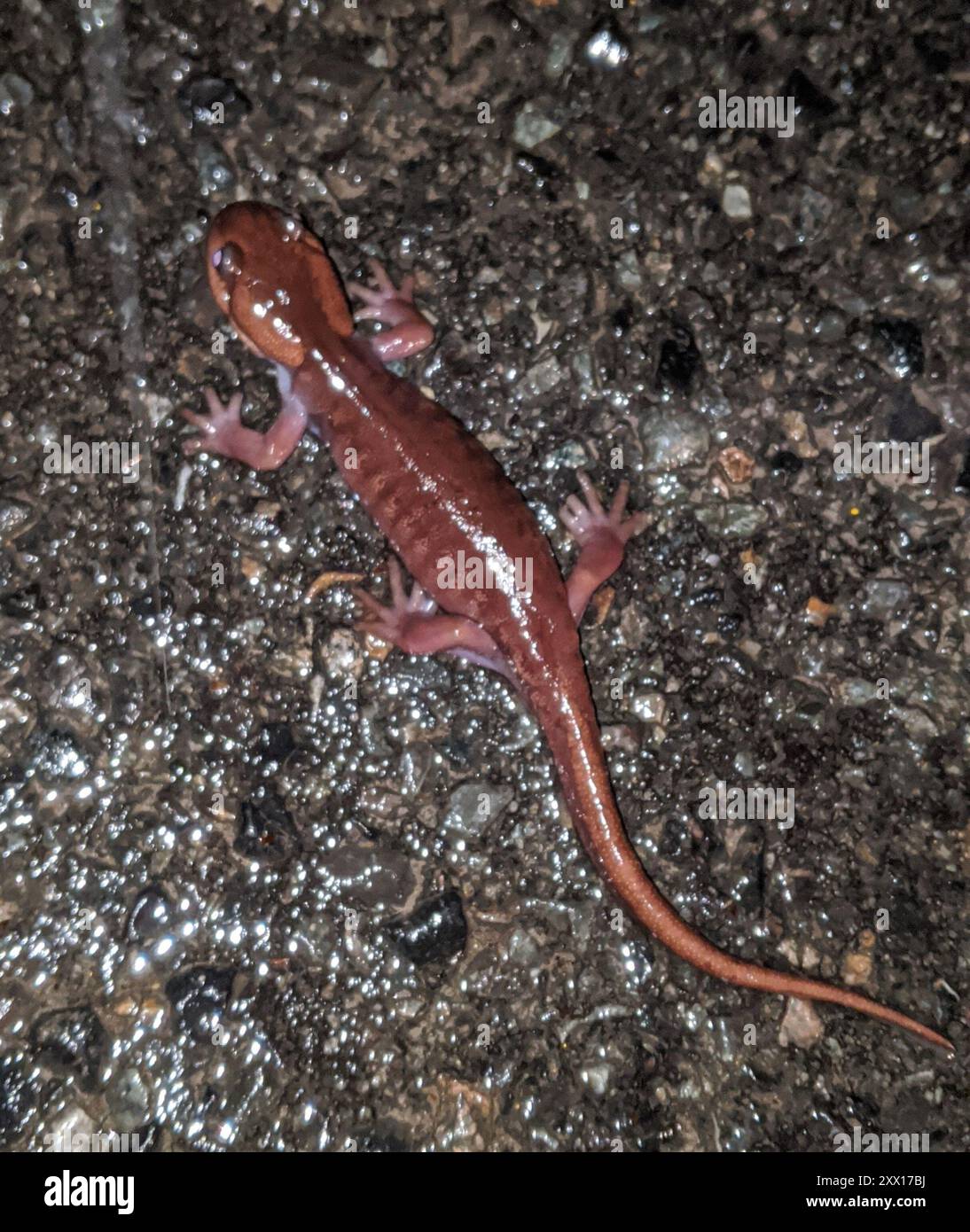 Northwestern Salamander (Ambystoma gracile) Amphibia Stock Photo - Alamy