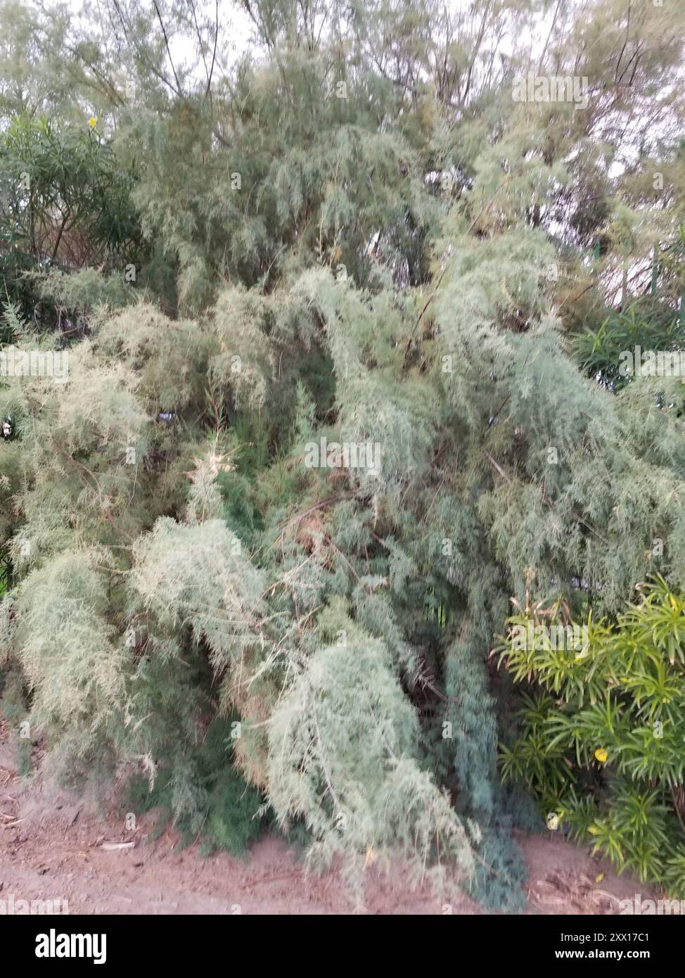 saltcedar (Tamarix ramosissima) Plantae Stock Photo - Alamy