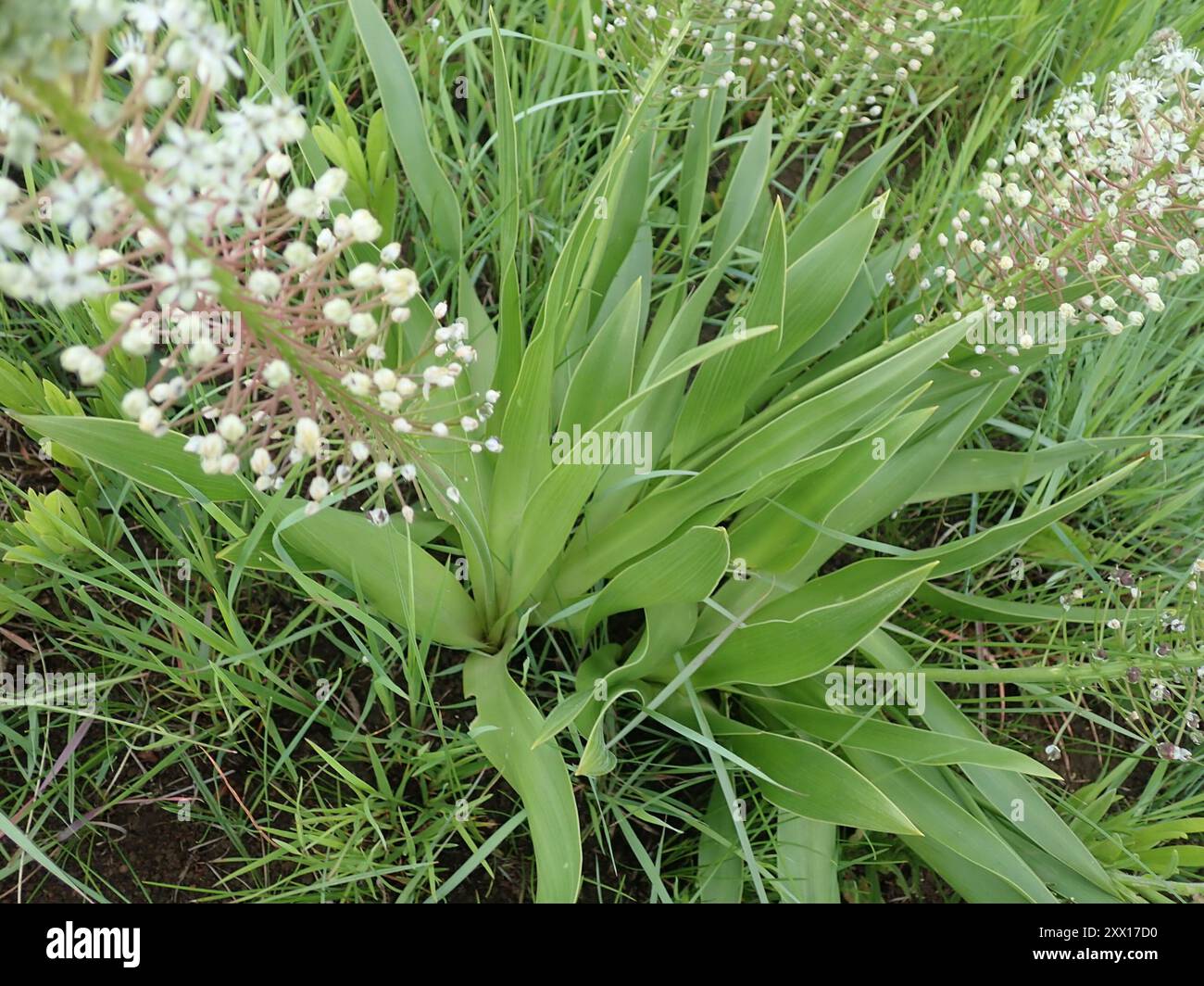sand lily (Schizocarphus nervosus) Plantae Stock Photo - Alamy