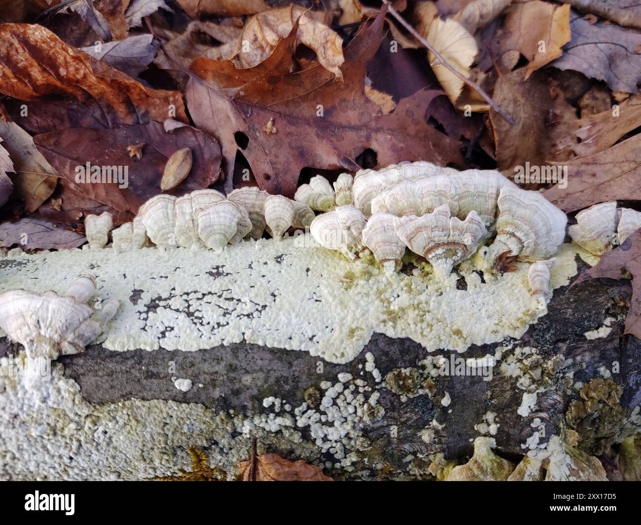 shelf fungi (Polyporales) Fungi Stock Photo - Alamy