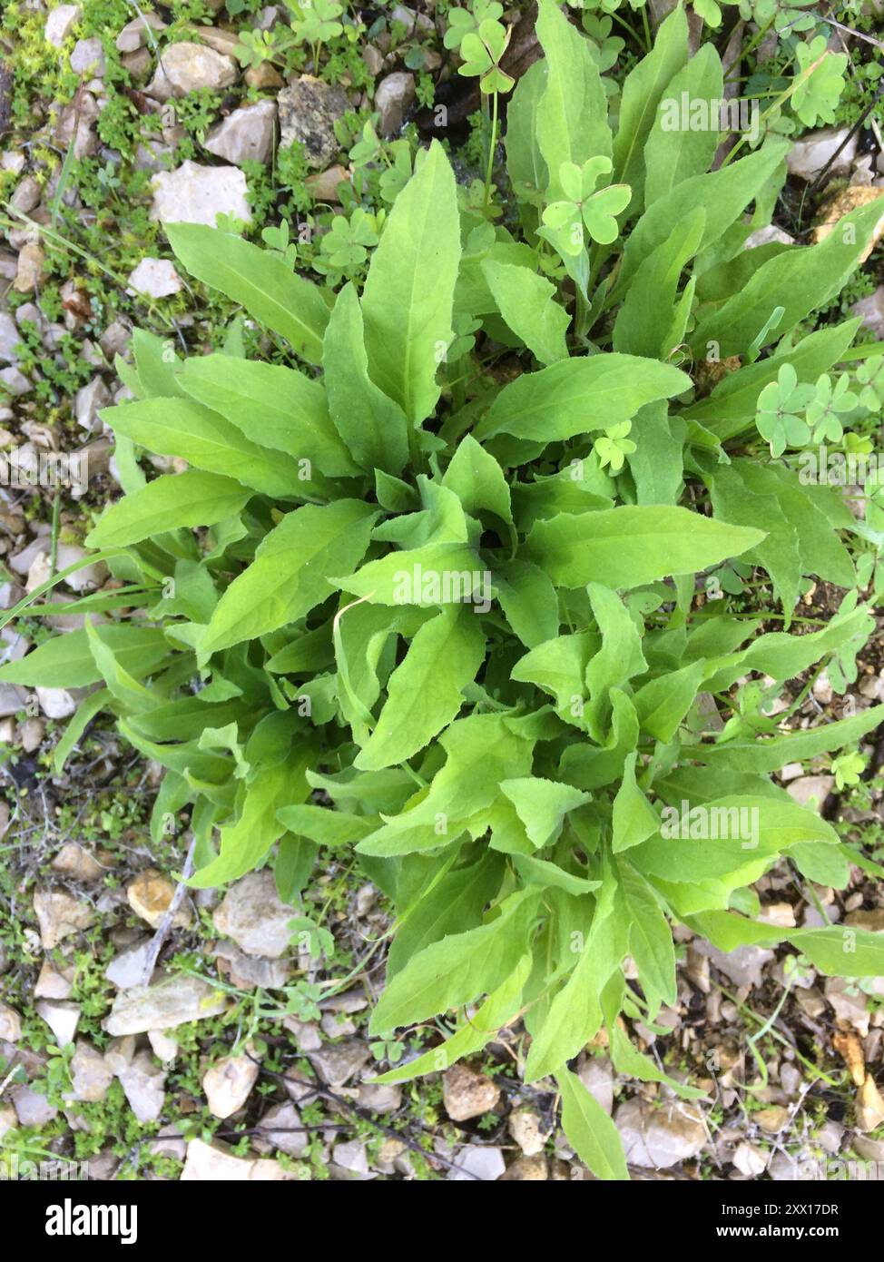 (Cheirolophus sempervirens) Plantae Stock Photo - Alamy