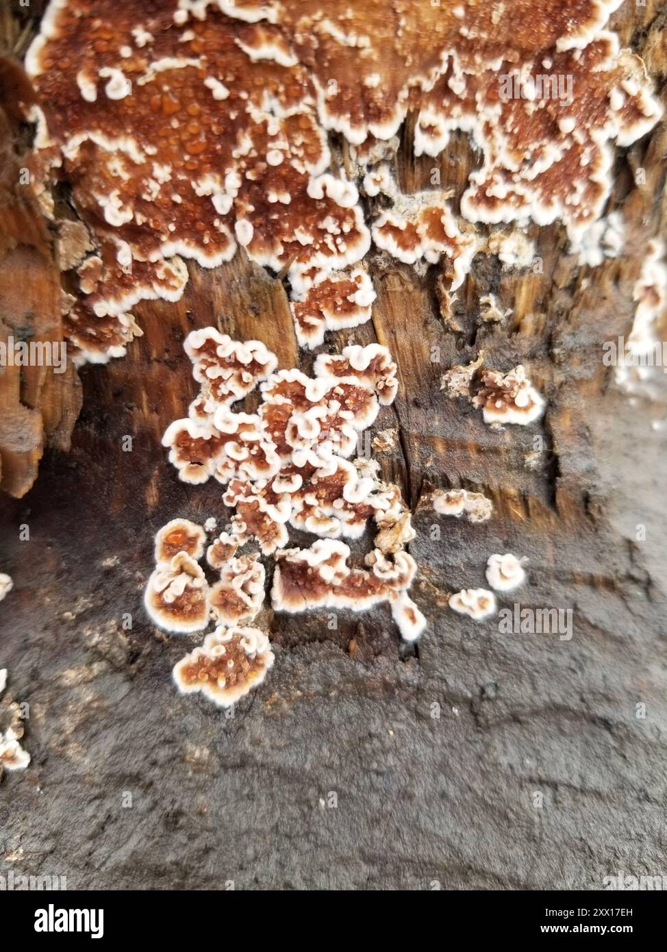 Giraffe Spots (Peniophora albobadia) Fungi Stock Photo - Alamy