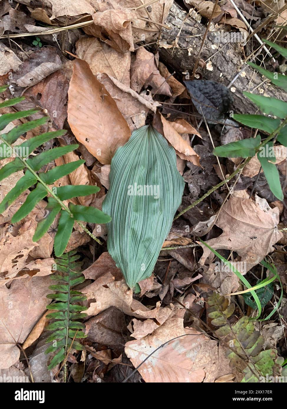 putty root (Aplectrum hyemale) Plantae Stock Photo - Alamy